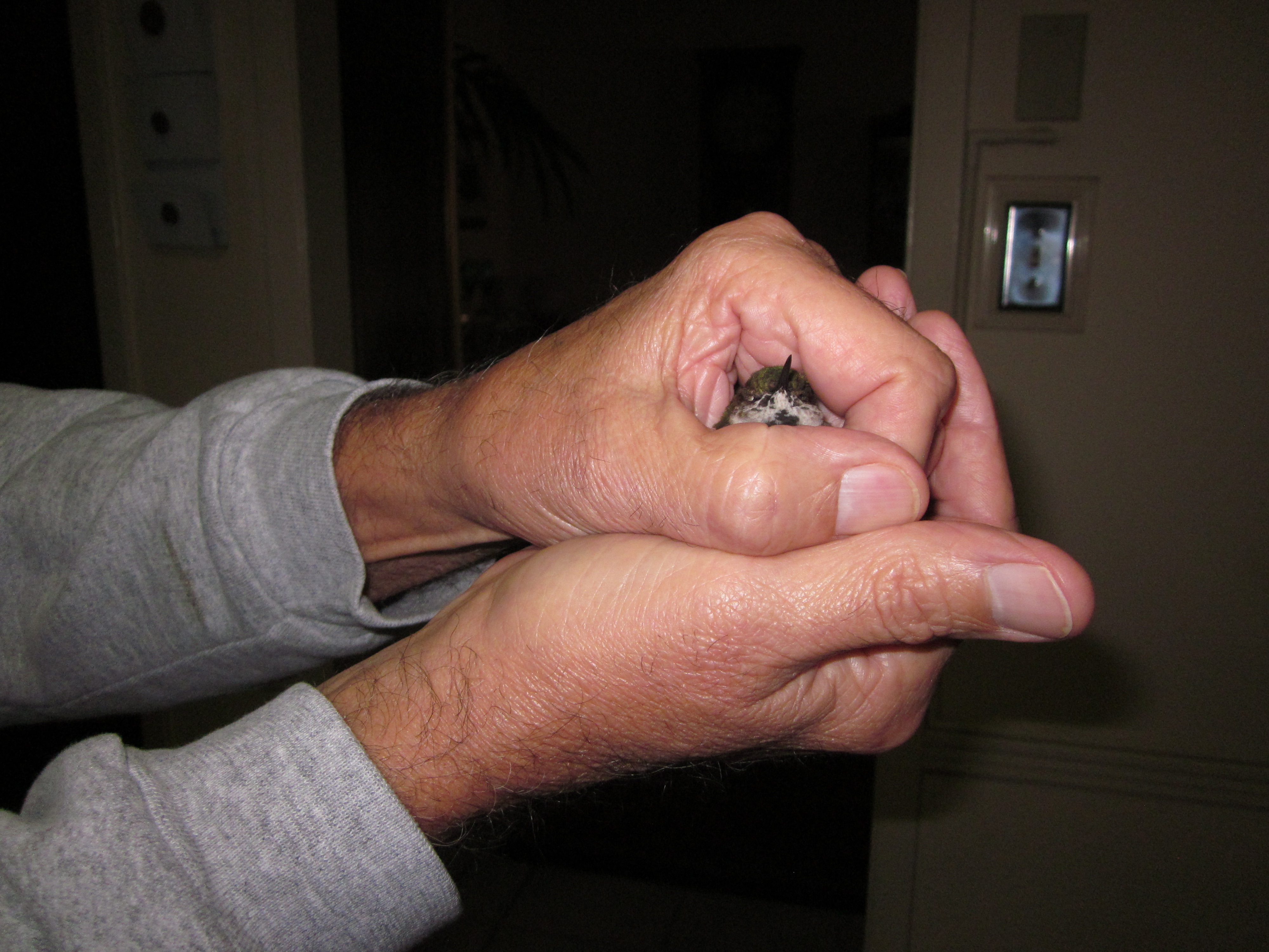 COLD HUMMER | THE COASTAL CRONE